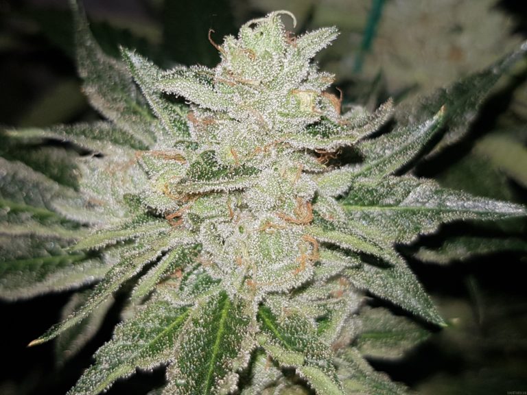 Wedding Cake Strain — A History of the Strain